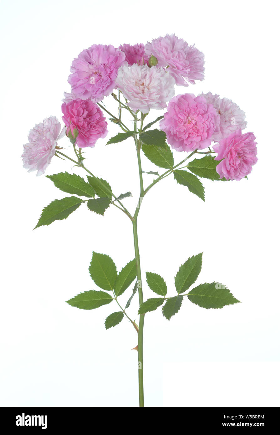 tiny rose isolated on white Stock Photo - Alamy