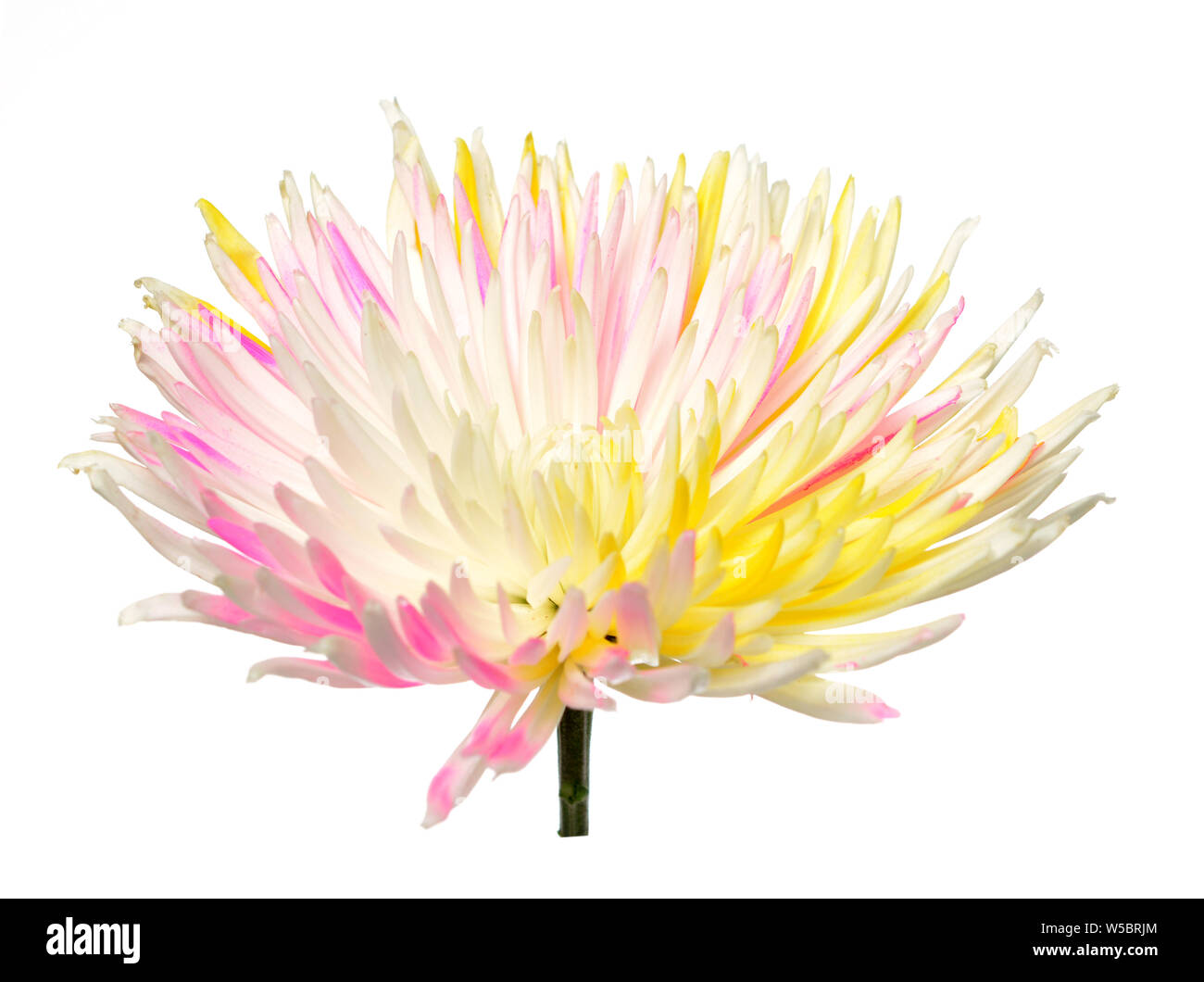 star light dahlia flower isolate on white Stock Photo - Alamy