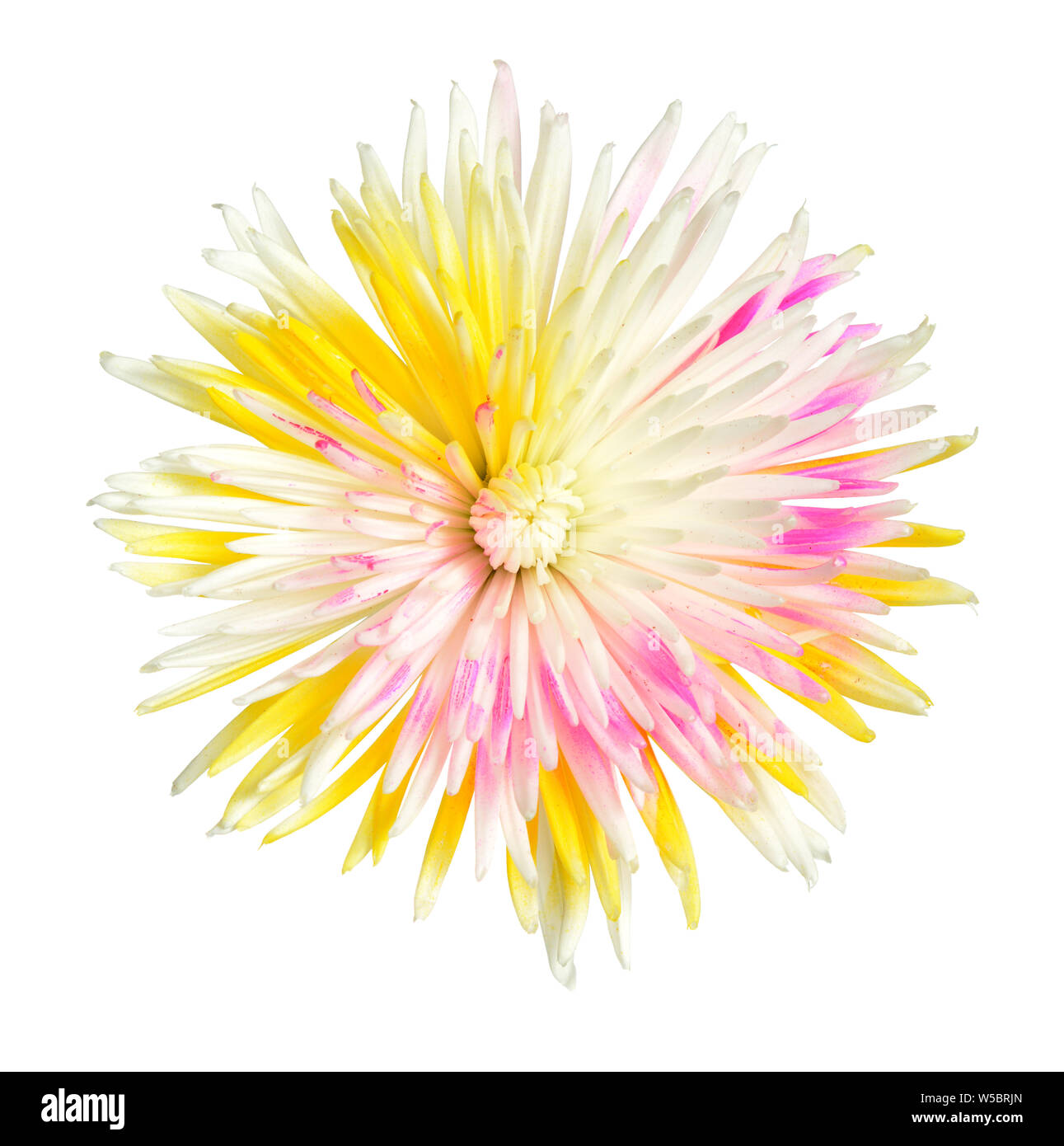 star light dahlia flower isolate on white Stock Photo - Alamy