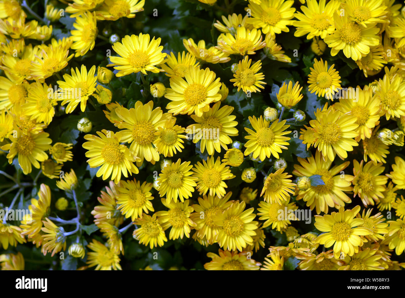 Yellow mum flower for background uses Stock Photo - Alamy