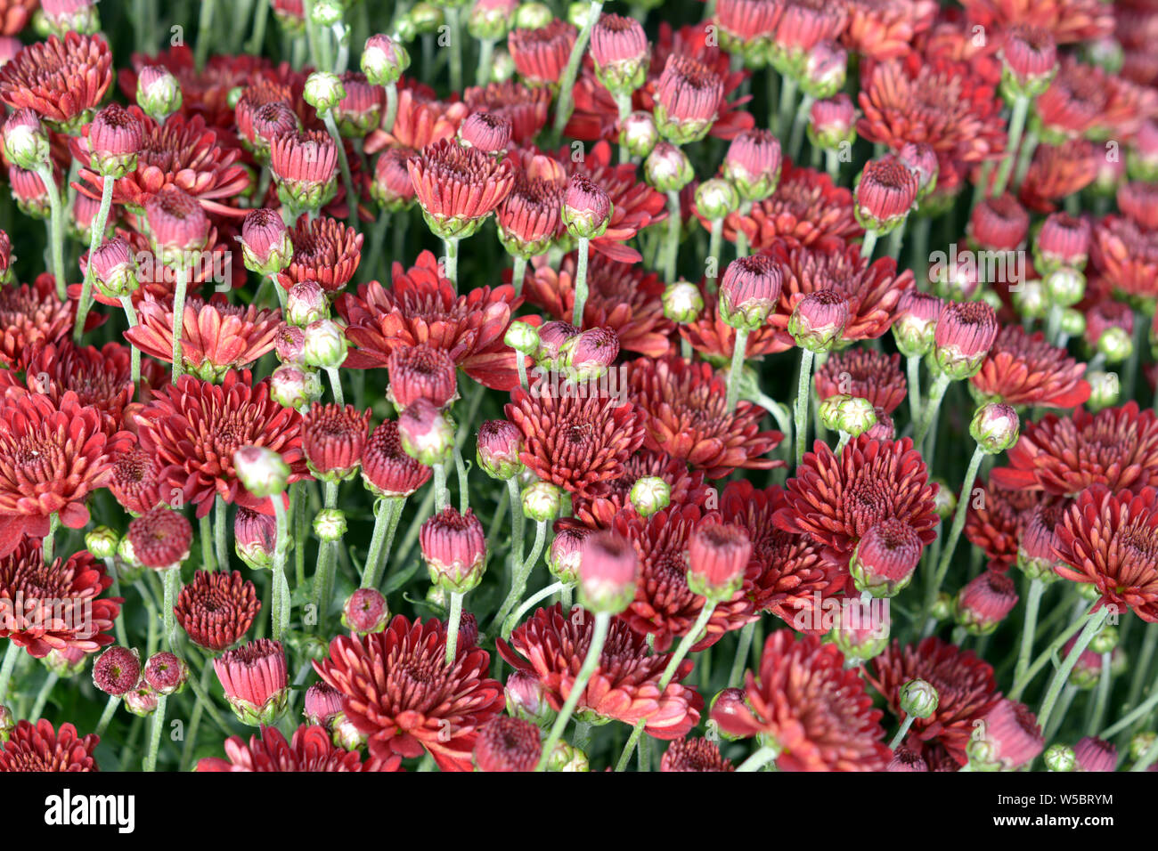 Red mum flowers for background uses Stock Photo - Alamy