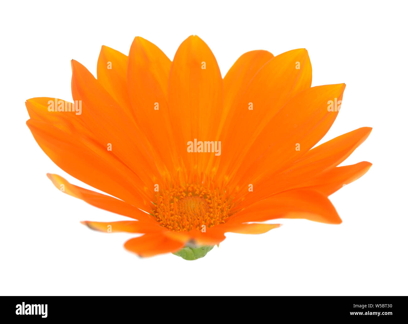 African daisy orange Cut Out Stock Images & Pictures - Alamy