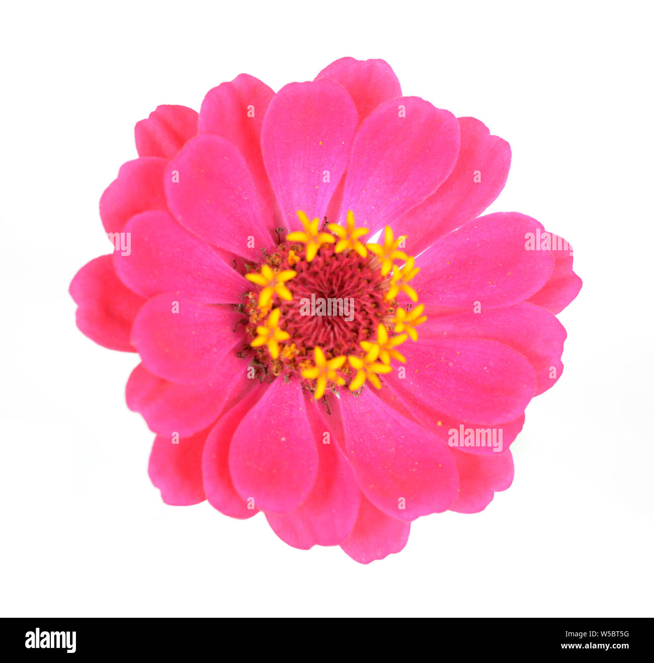 Single pink zinnia flower isolated on white Stock Photo - Alamy
