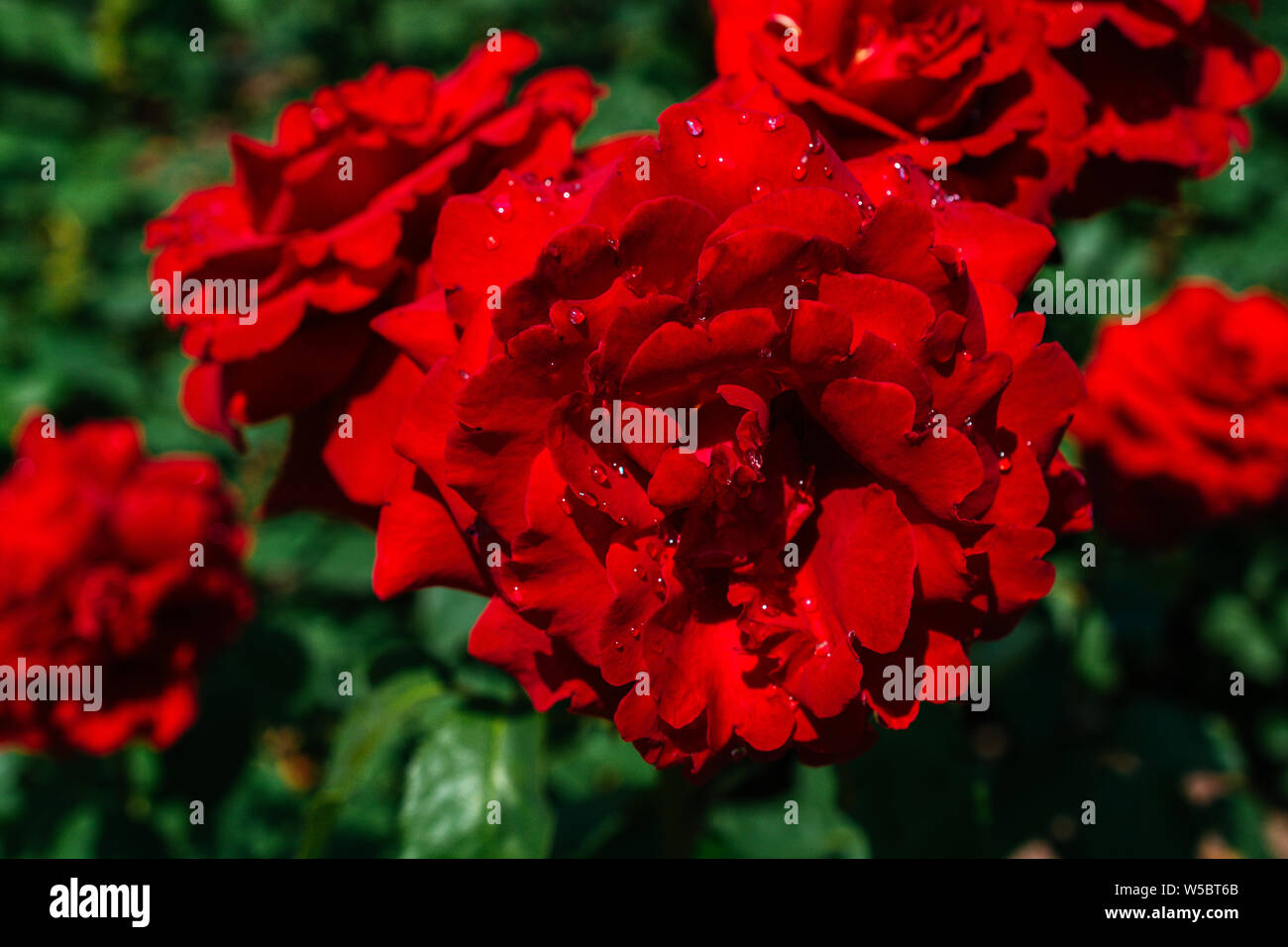 Red roses in a botanical park in Istanbul on display Stock Photo - Alamy