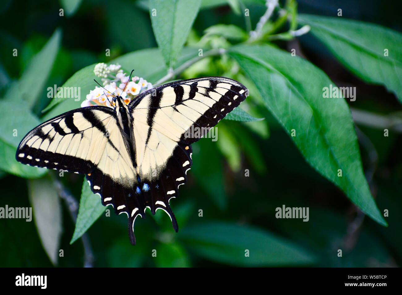 yellow swallowtail butterfly Stock Photo - Alamy