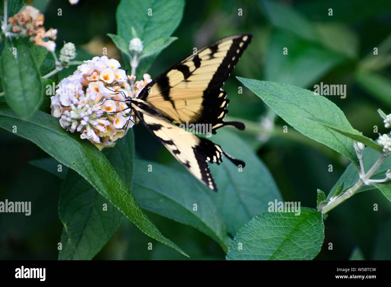 yellow swallowtail butterfly Stock Photo - Alamy