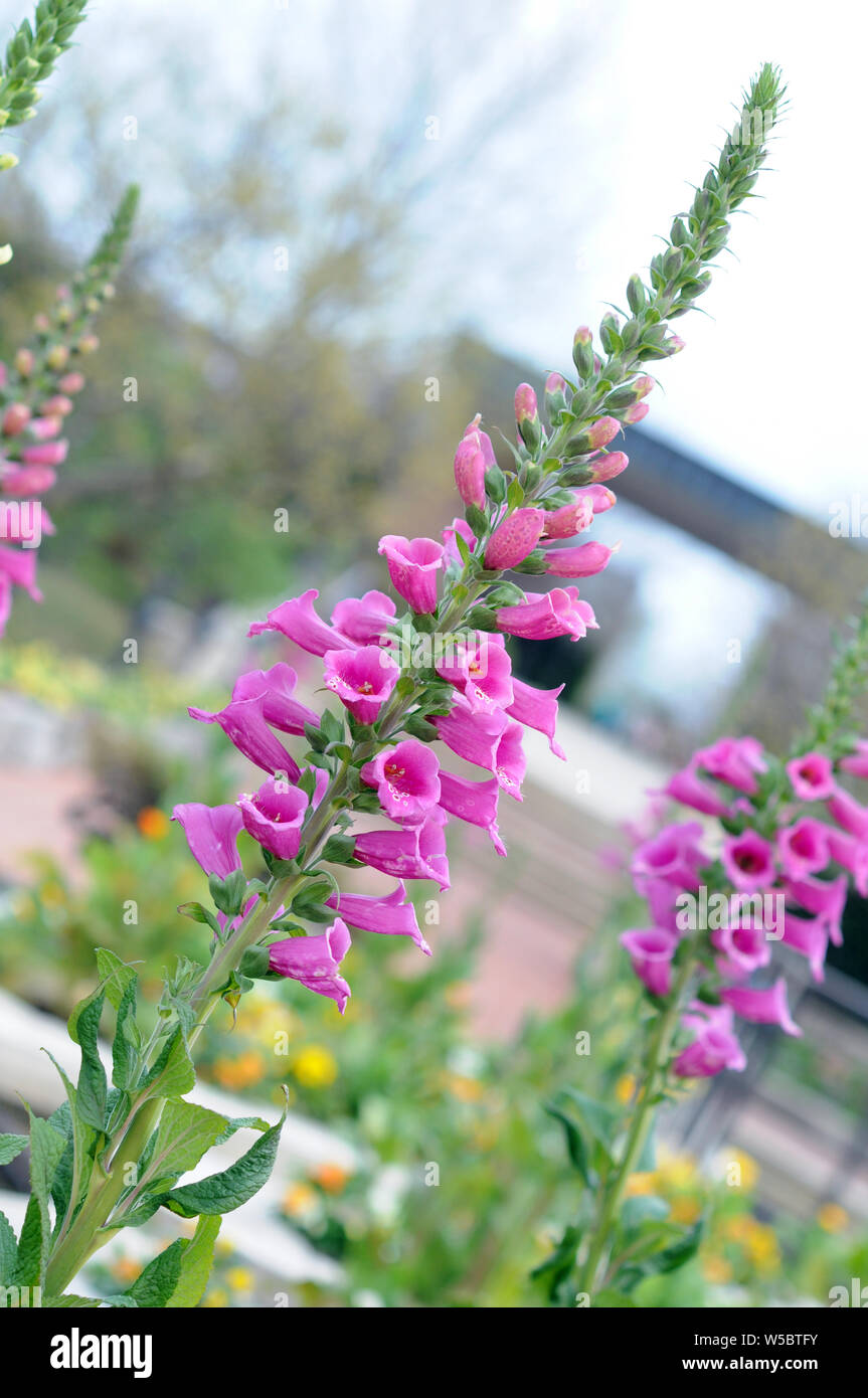 Purple lupine in fresh hi-res stock photography and images - Alamy