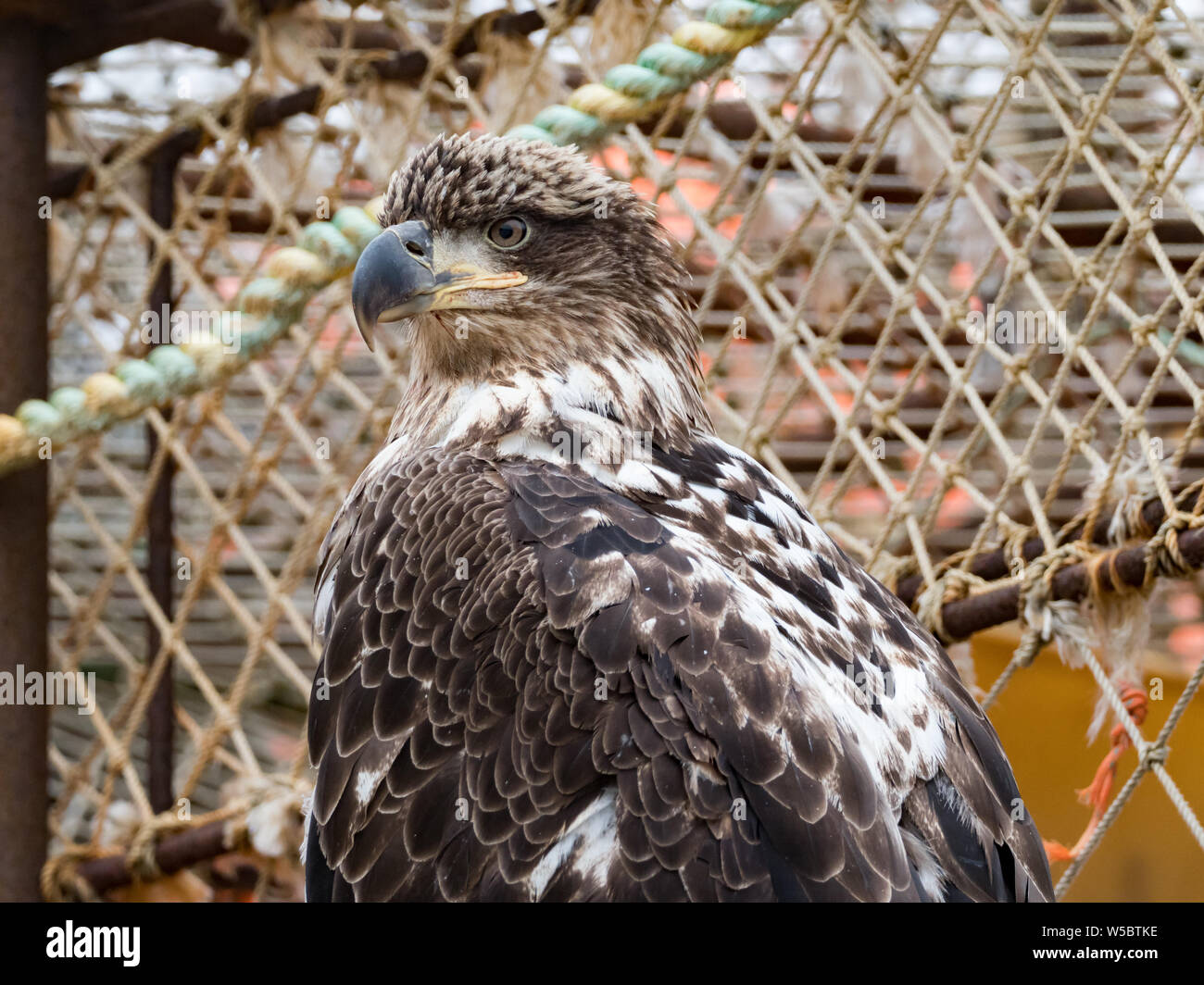 A bald eagle allows for close views in the fishing communtiy of Dutch ...