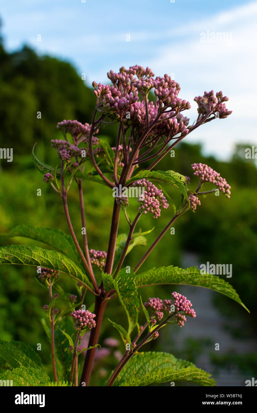 Wild Popeye weed on a beautiful Summer evening. Dixon Waterfowl Refuge ...