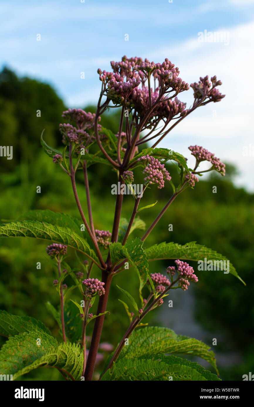 Wild Popeye weed on a beautiful Summer evening. Dixon Waterfowl Refuge ...