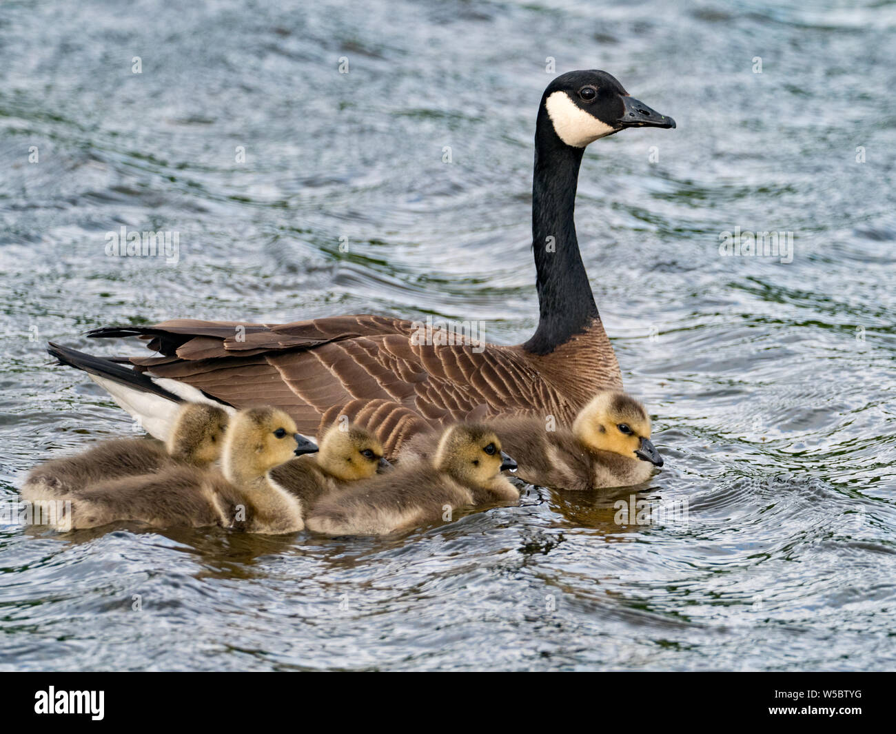 Marsh geese hi-res stock photography and images - Alamy