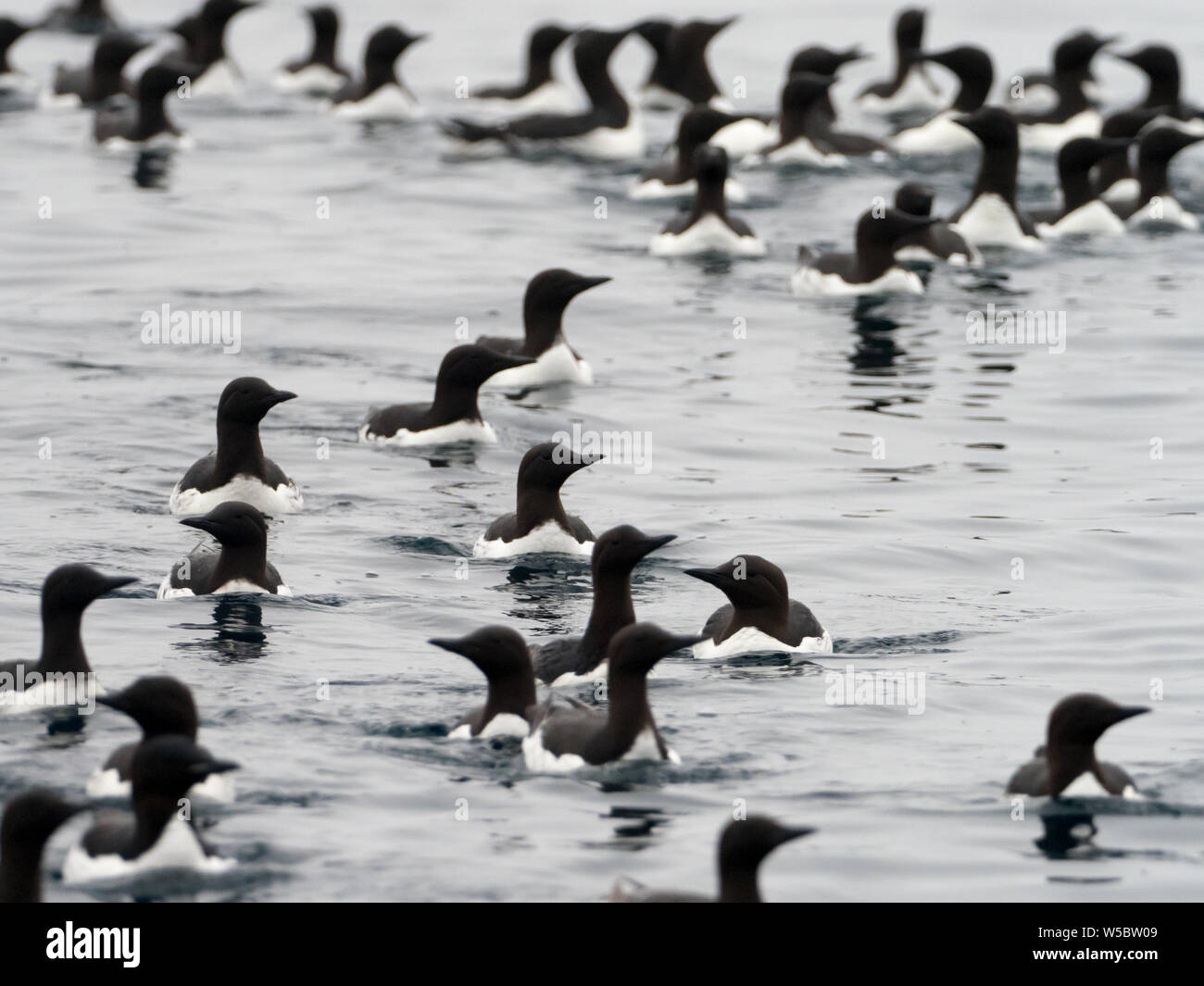 Common Murres, Uria aalge, nesting on Ariy Kamen off Bering Island ...