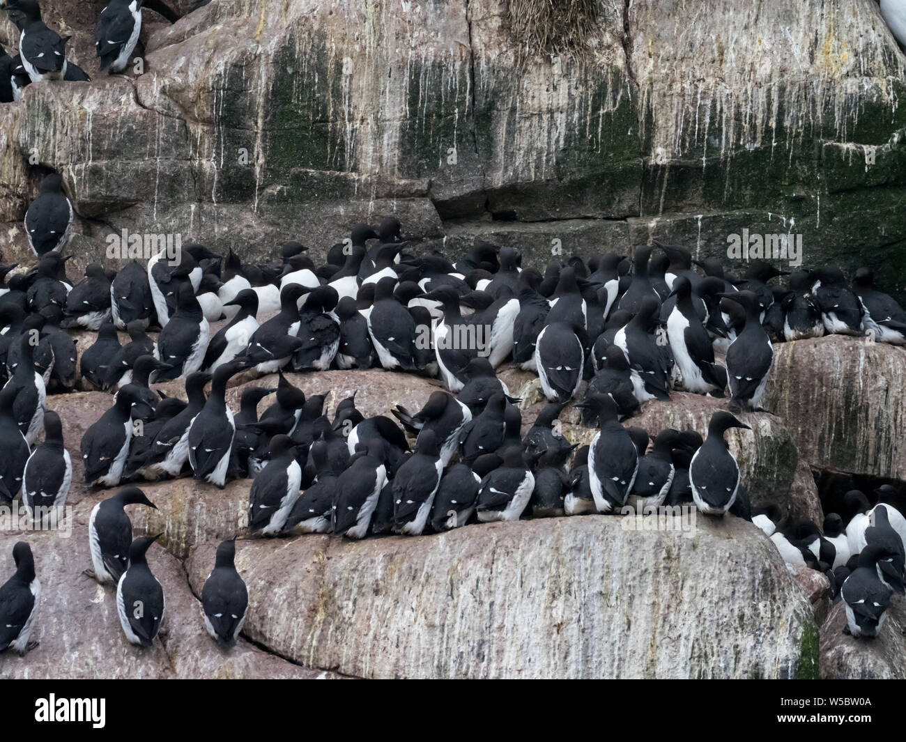 Common Murres, Uria aalge, nesting on Ariy Kamen off Bering Island ...