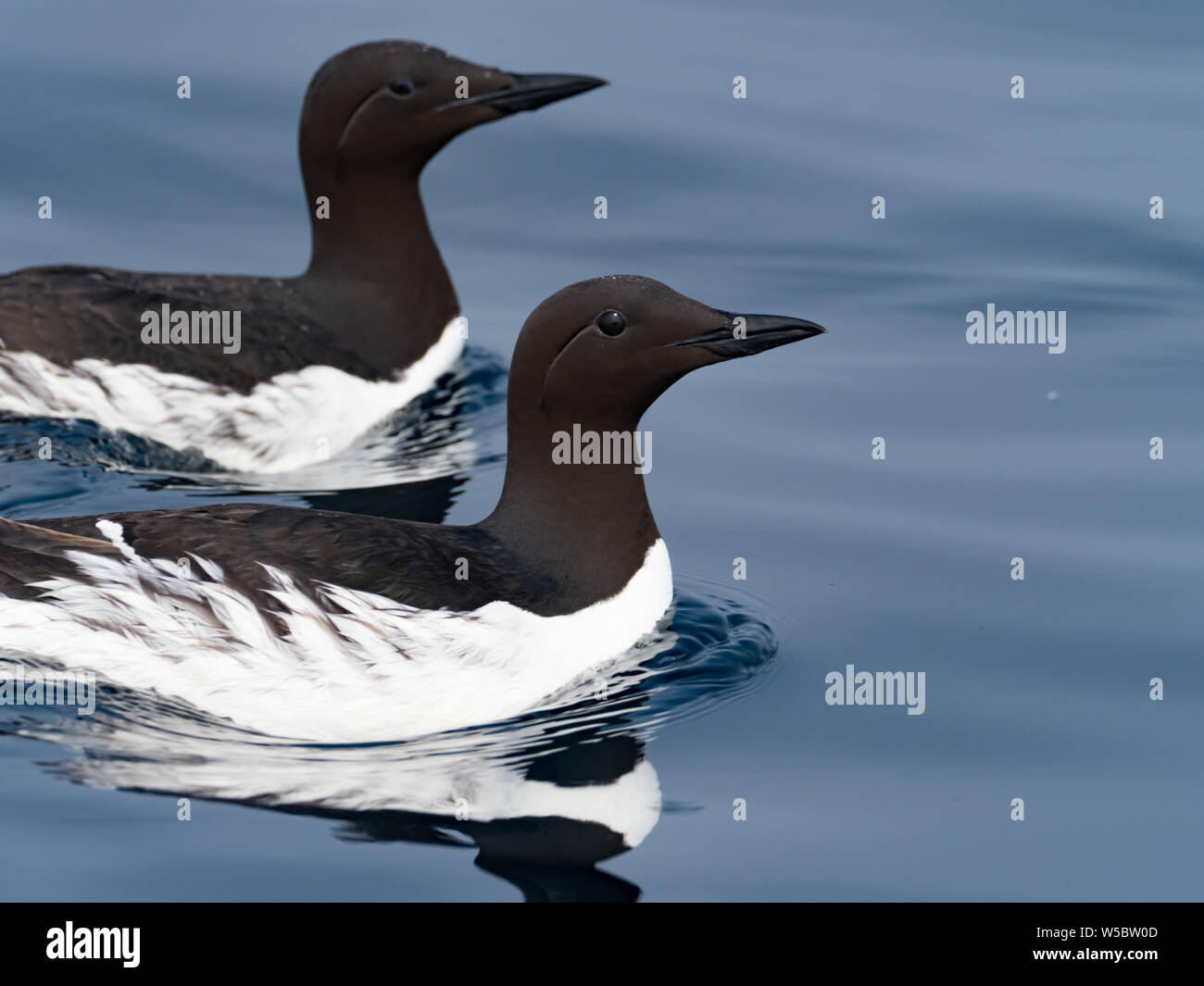 Common Murres, Uria aalge, nesting on Ariy Kamen off Bering Island ...