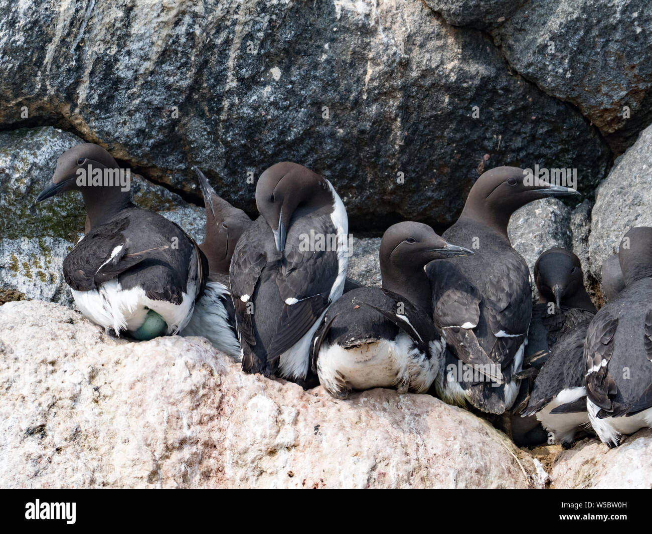 Common Murres, Uria aalge, nesting on Ariy Kamen off Bering Island ...