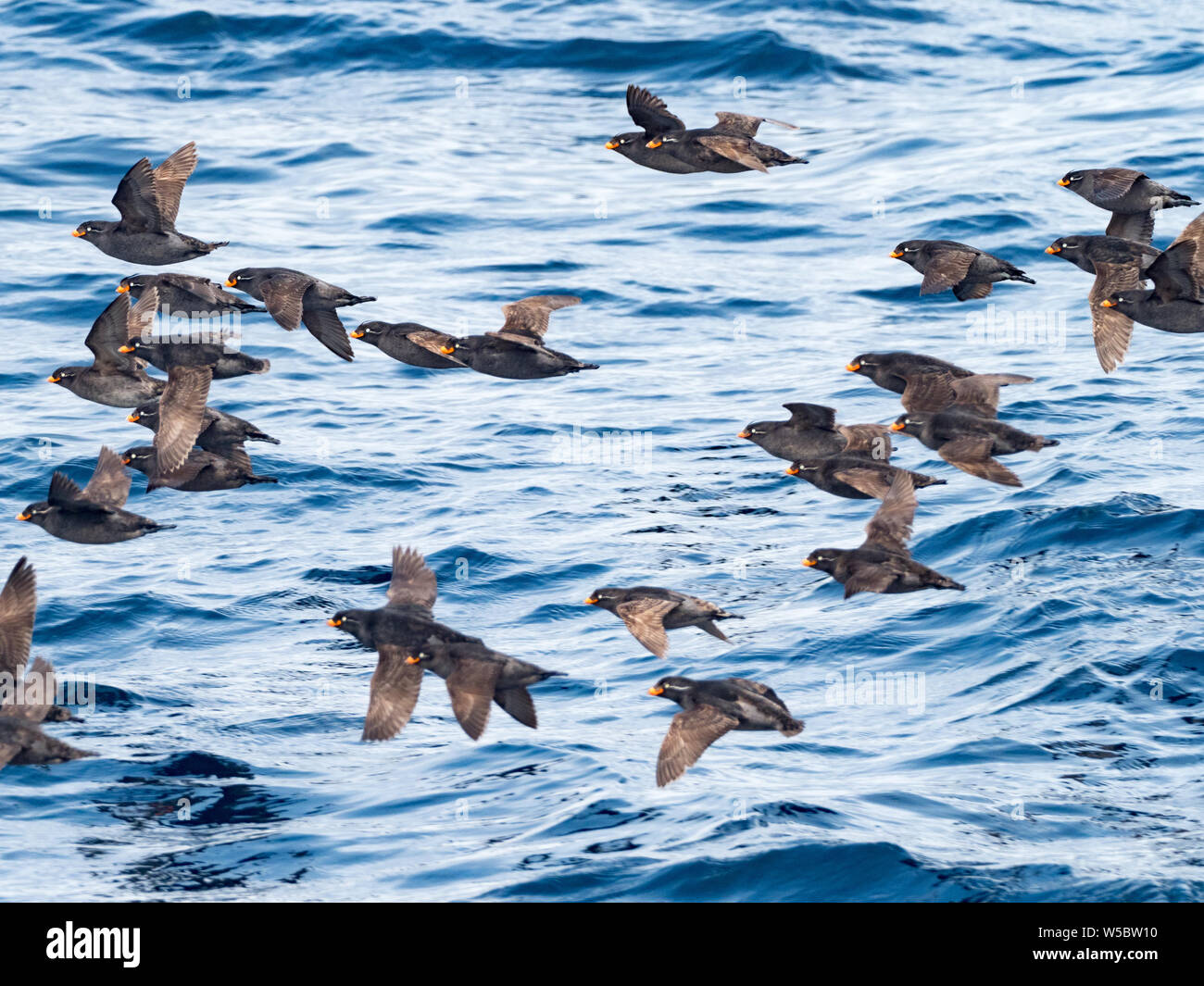 Giant flocks of mostly Crested Auklets, Aethis cristatella, at Kiska ...