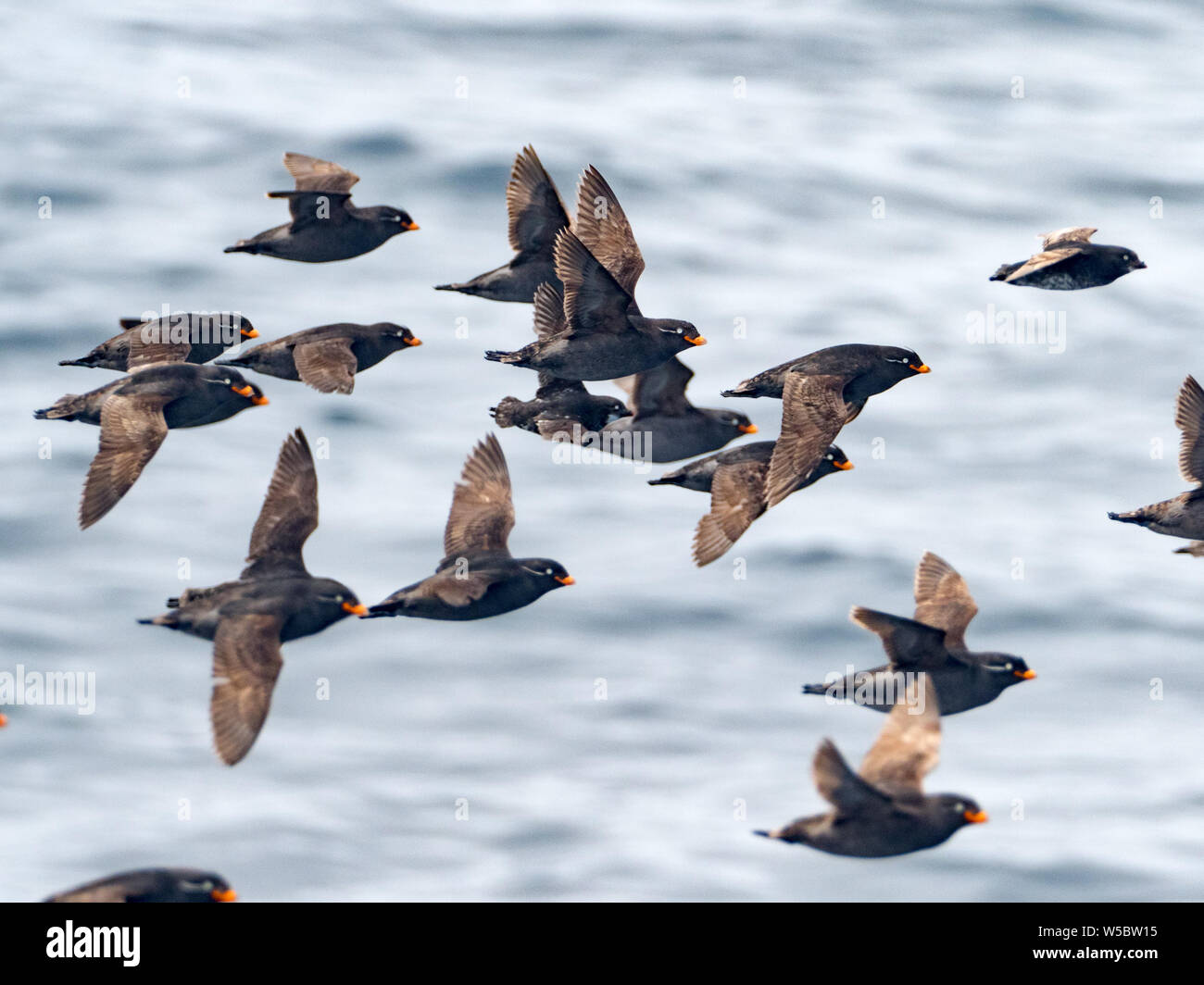 Giant flocks of mostly Crested Auklets, Aethis cristatella, at Kiska ...