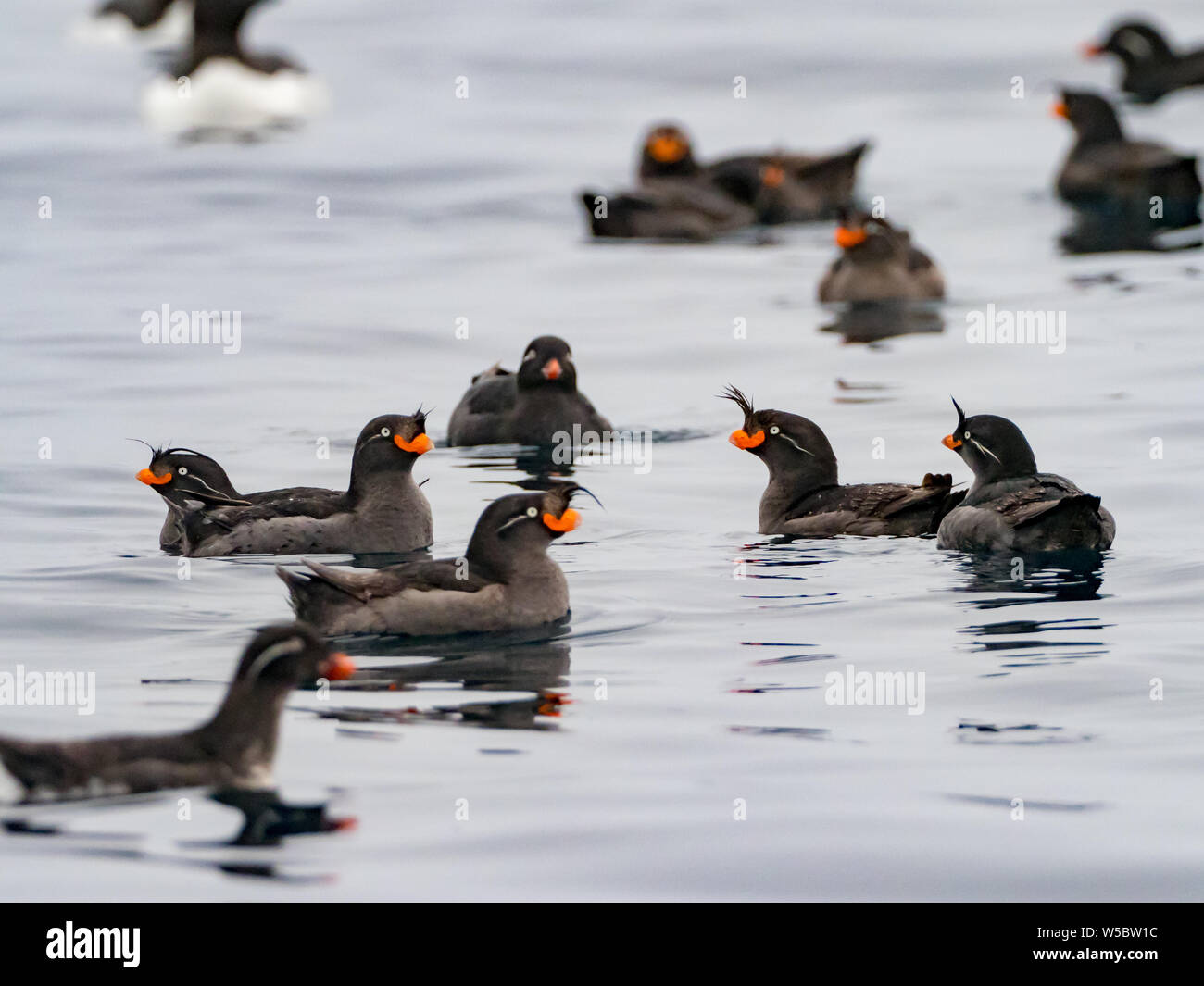 Aleutian commander islands hi-res stock photography and images - Alamy