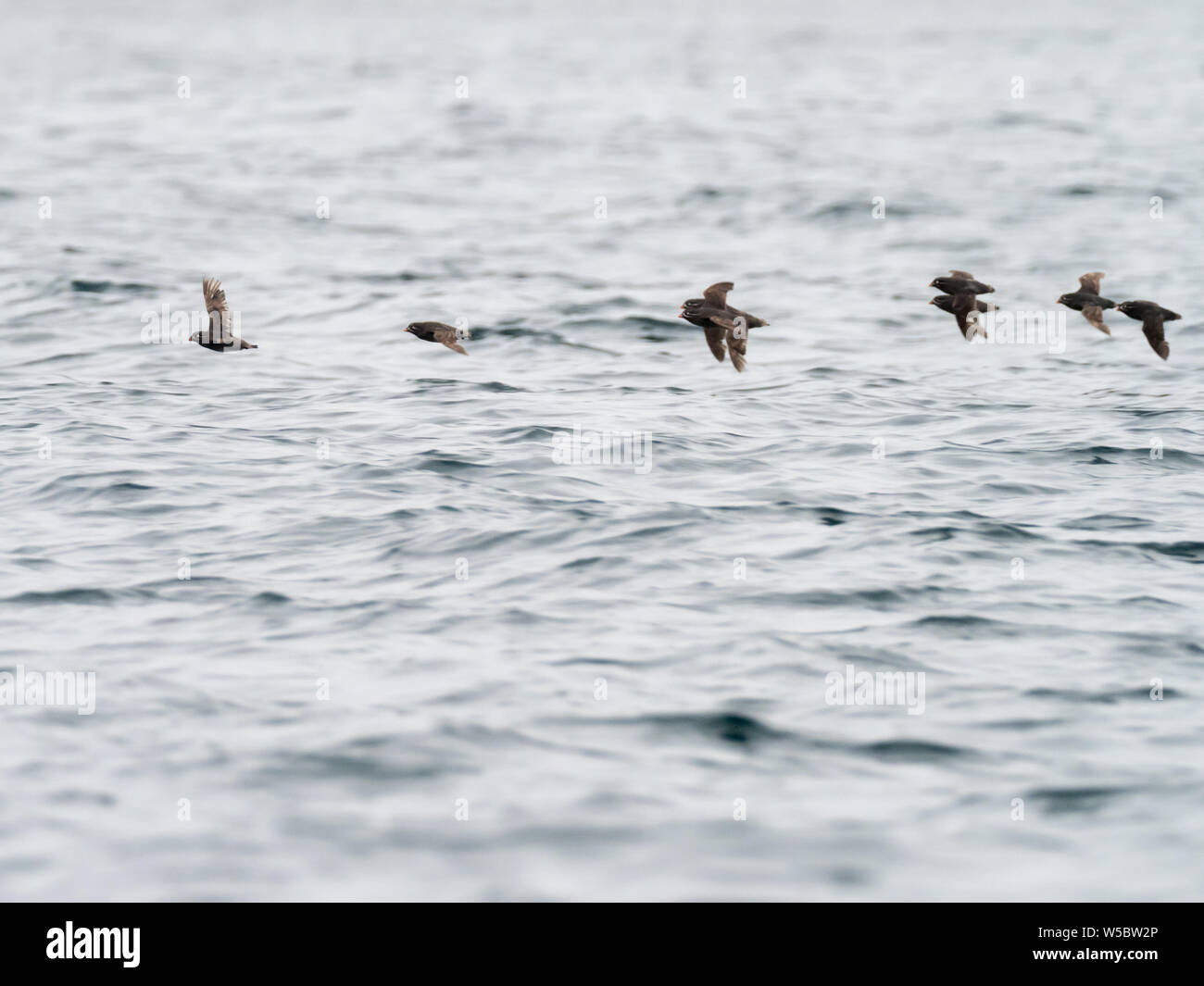 Whiskered Auklets, Aethia pygmaea in the Baby Islands of Alaska Stock ...