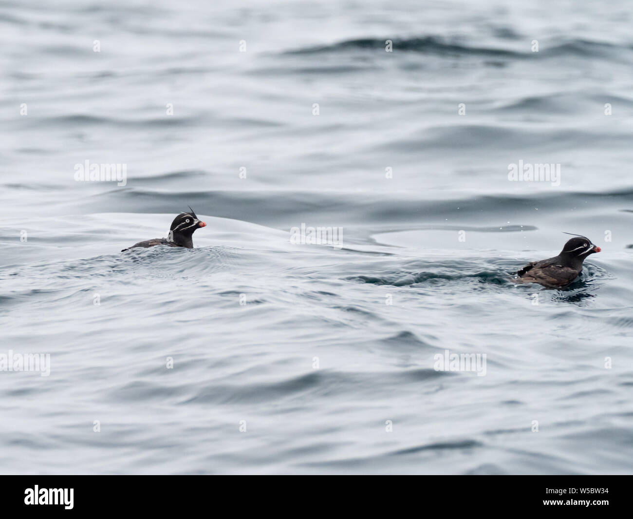 Whiskered Auklets, Aethia pygmaea in the Baby Islands of Alaska Stock ...