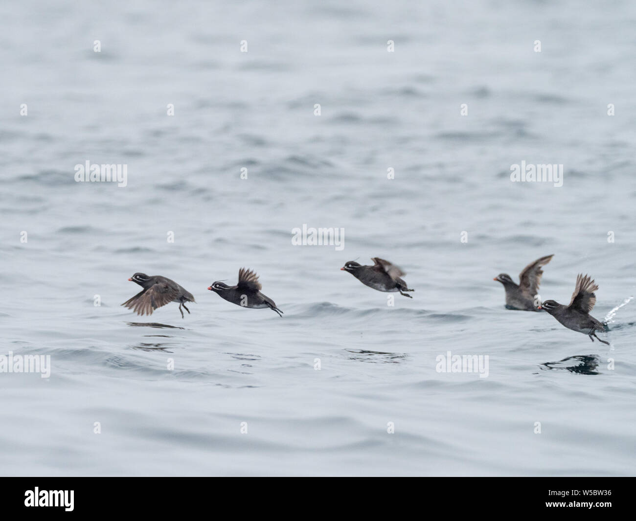 Whiskered Auklets, Aethia pygmaea in the Baby Islands of Alaska Stock ...