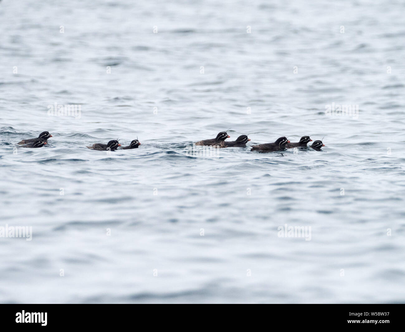 Whiskered Auklets, Aethia pygmaea in the Baby Islands of Alaska Stock ...