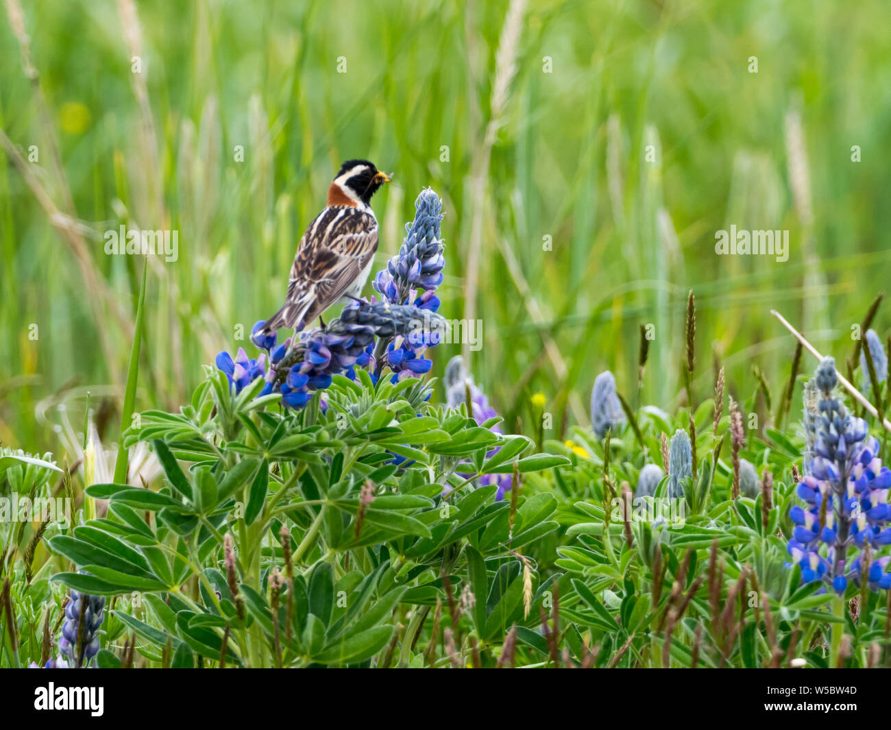 Longspur hi-res stock photography and images - Alamy