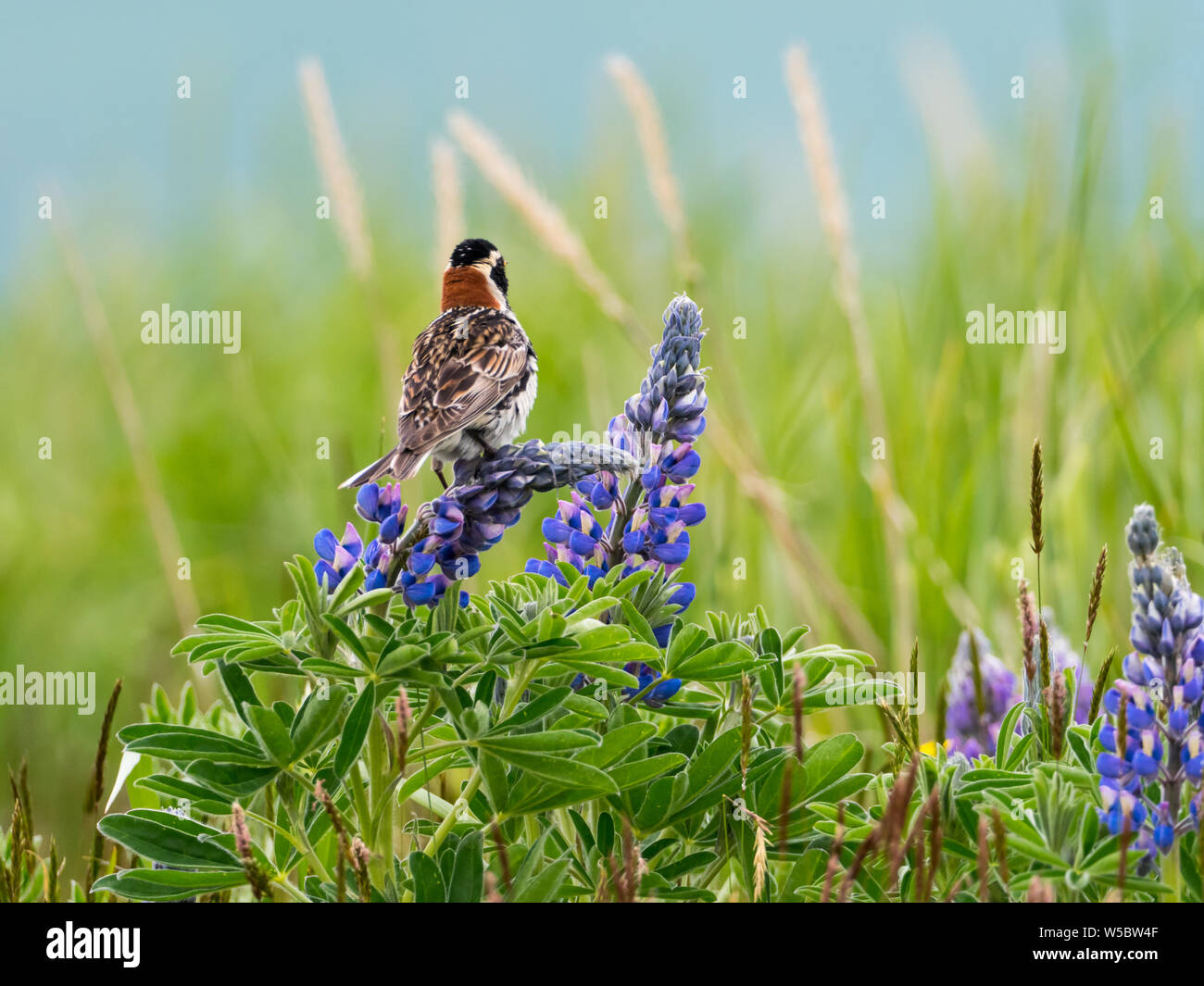 Longspur hi-res stock photography and images - Alamy