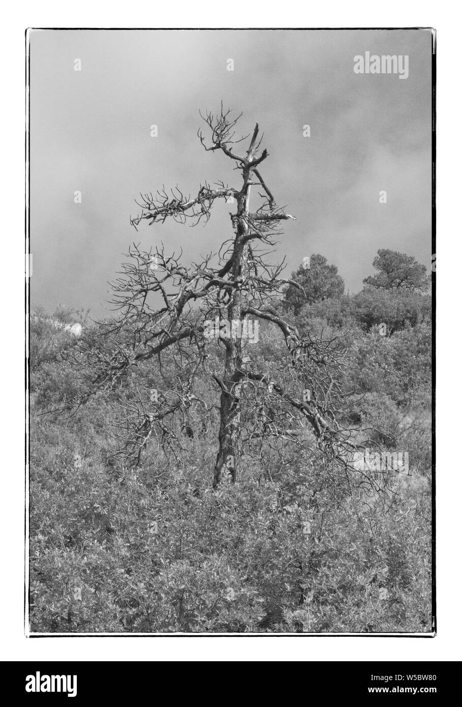 Black and white dead tree Stock Photo - Alamy