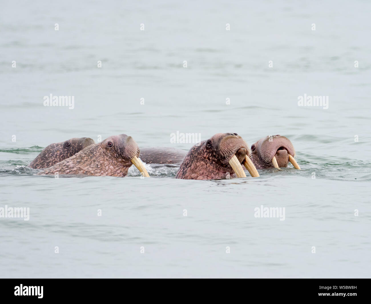 Walrus tusks ivory hi-res stock photography and images - Alamy