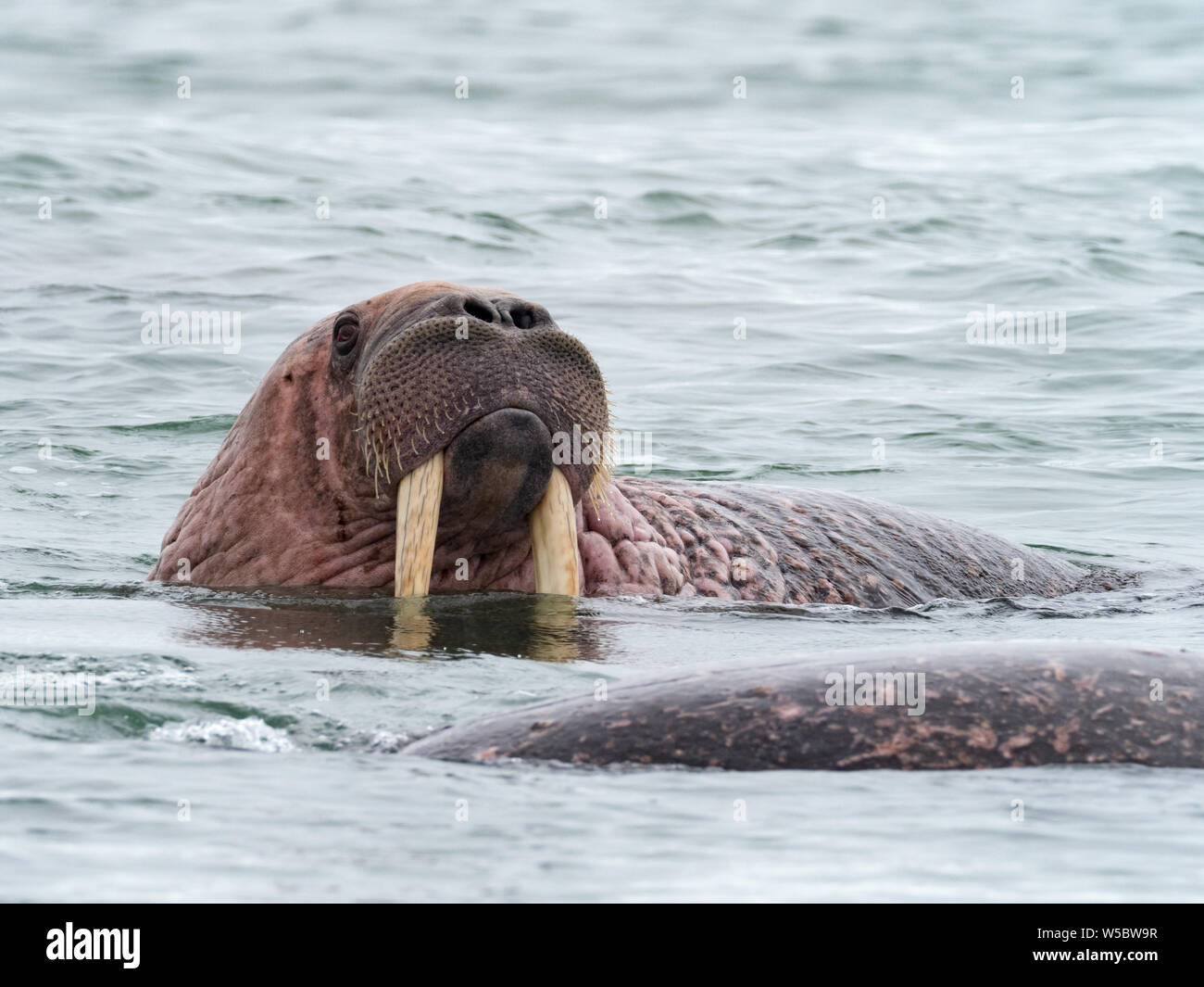 Pacific walrus in kamchatka, russia hi-res stock photography and images ...