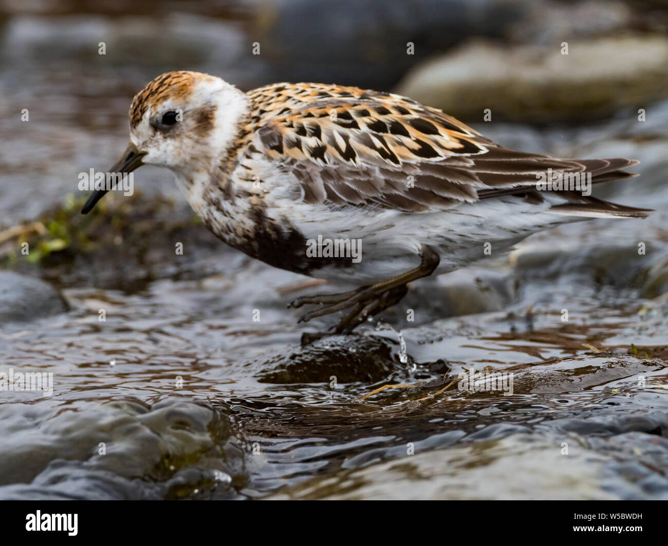 St matthew island hi-res stock photography and images - Alamy