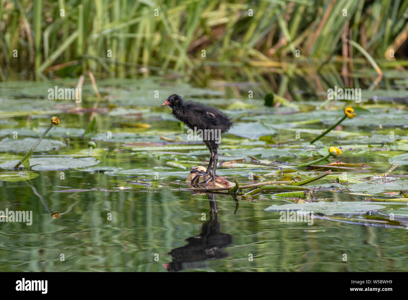 Common Moorhen Chick (Gallinula chloropus Stock Photo - Alamy