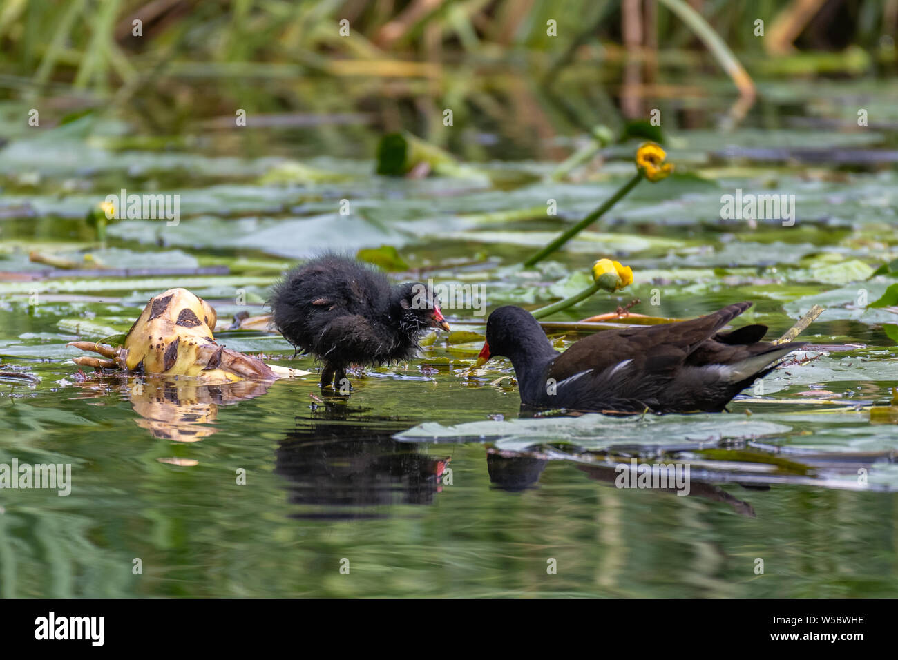 Common Moorhen Chick (Gallinula chloropus Stock Photo - Alamy
