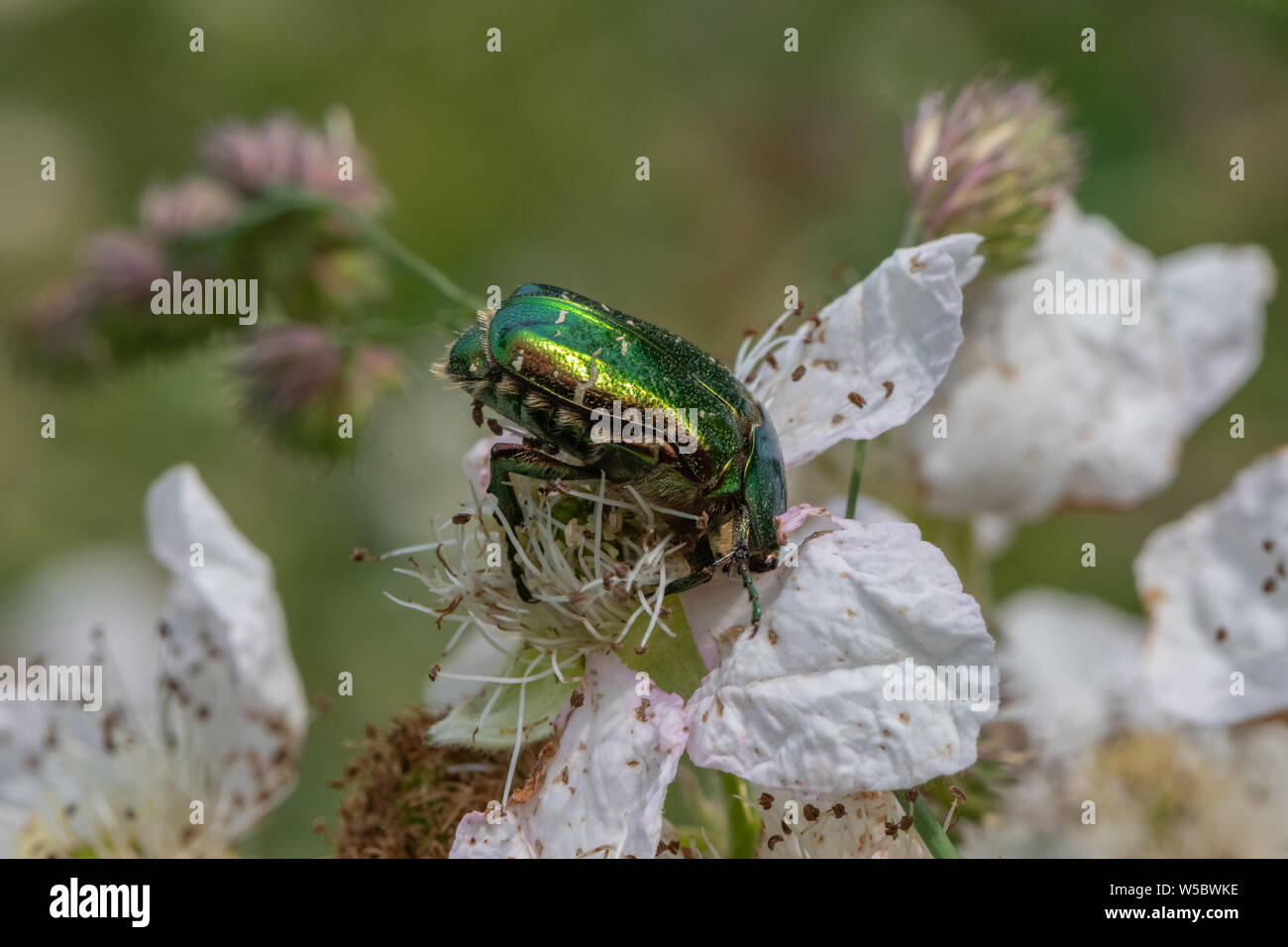 Rose Chafers (Cetonia aurata) on Blackberry flower Stock Photo - Alamy