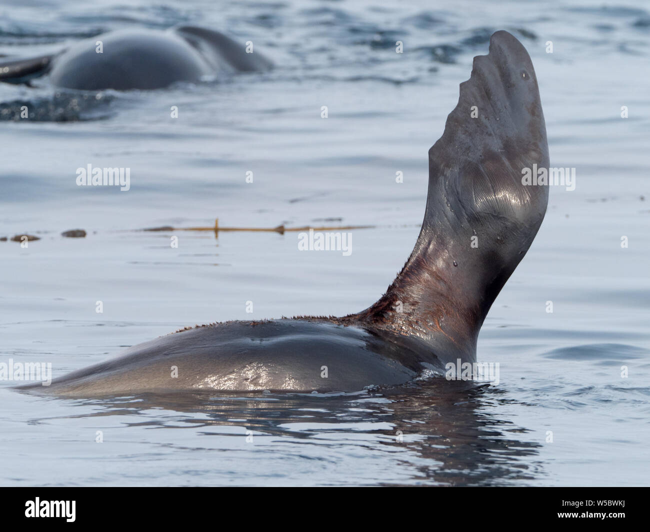 Winged foot hi-res stock photography and images - Alamy
