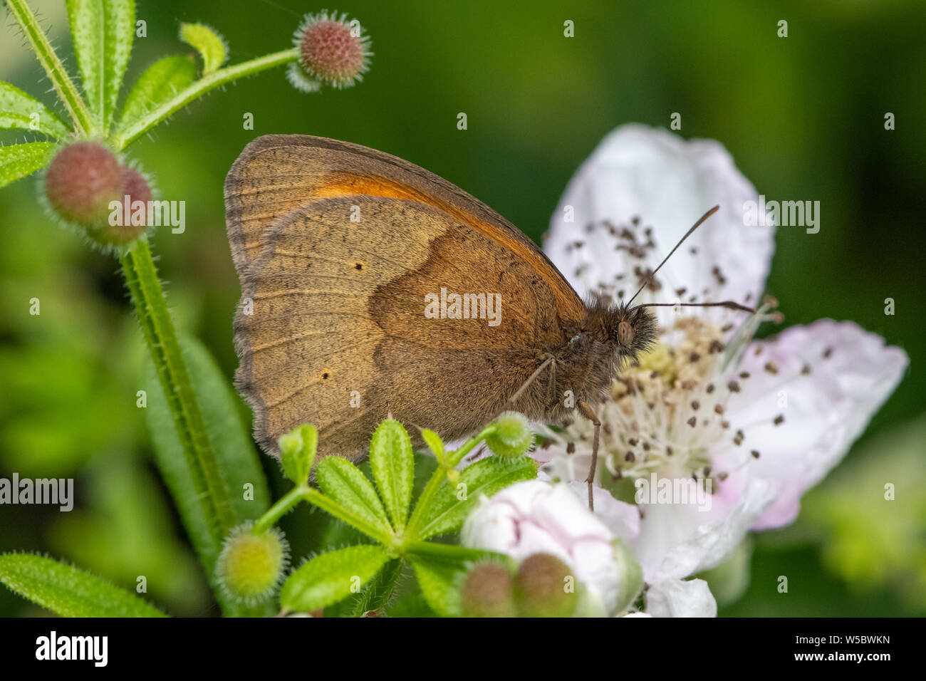 Meadow brown butterfly (Maniola jurtina Stock Photo - Alamy