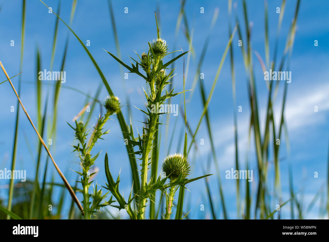 Summer vegetation in the wetlands on a beautiful evening. Dixon ...