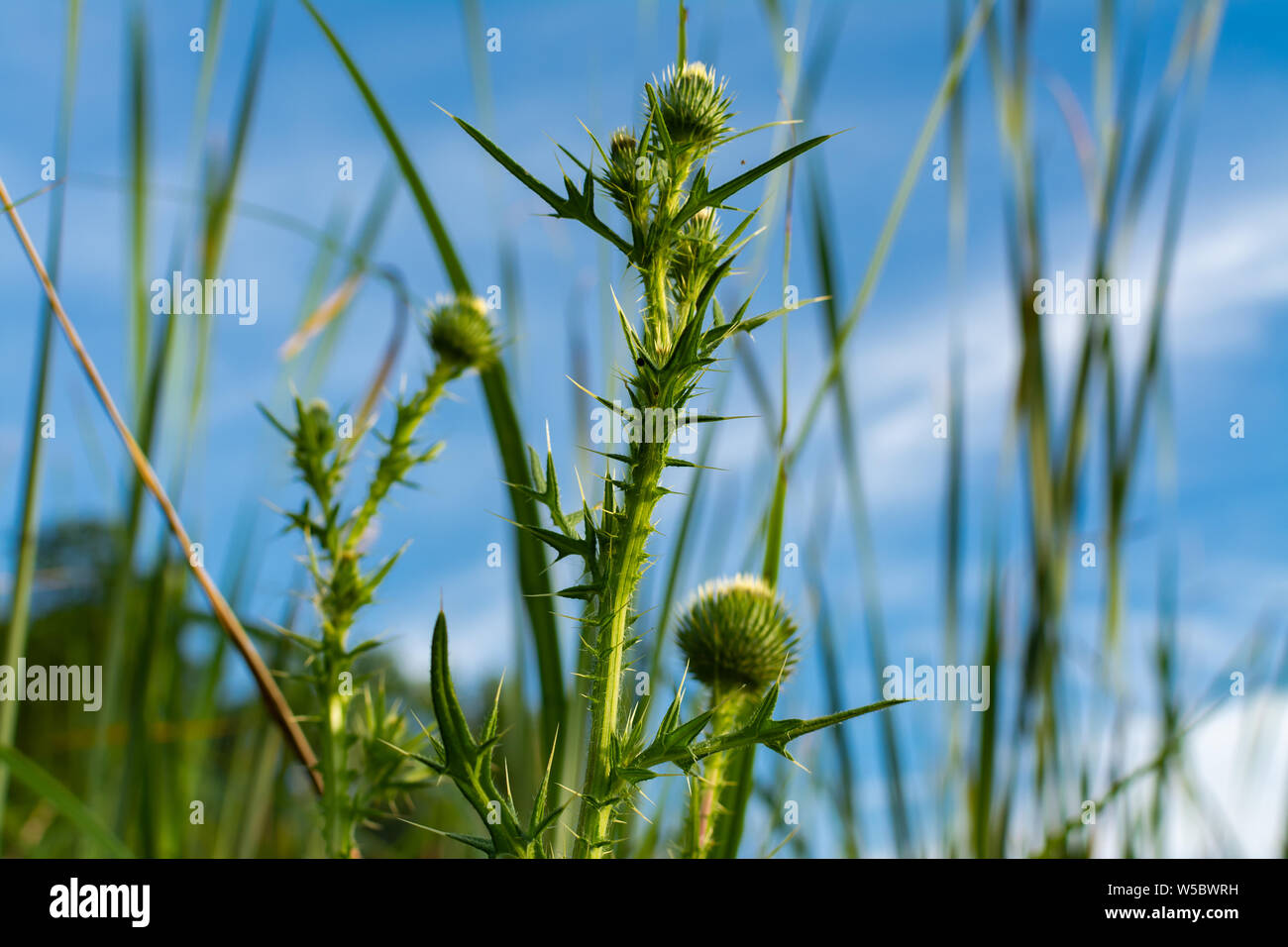 Summer vegetation in the wetlands on a beautiful evening. Dixon ...