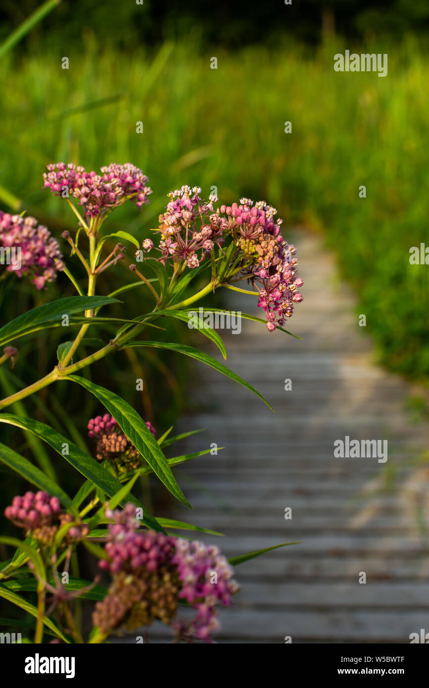 Summer vegetation in the wetlands on a beautiful evening. Dixon ...