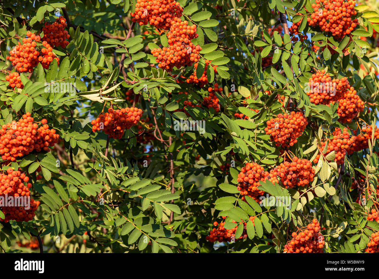 Mountain ash tree autumn foliage hi-res stock photography and images ...