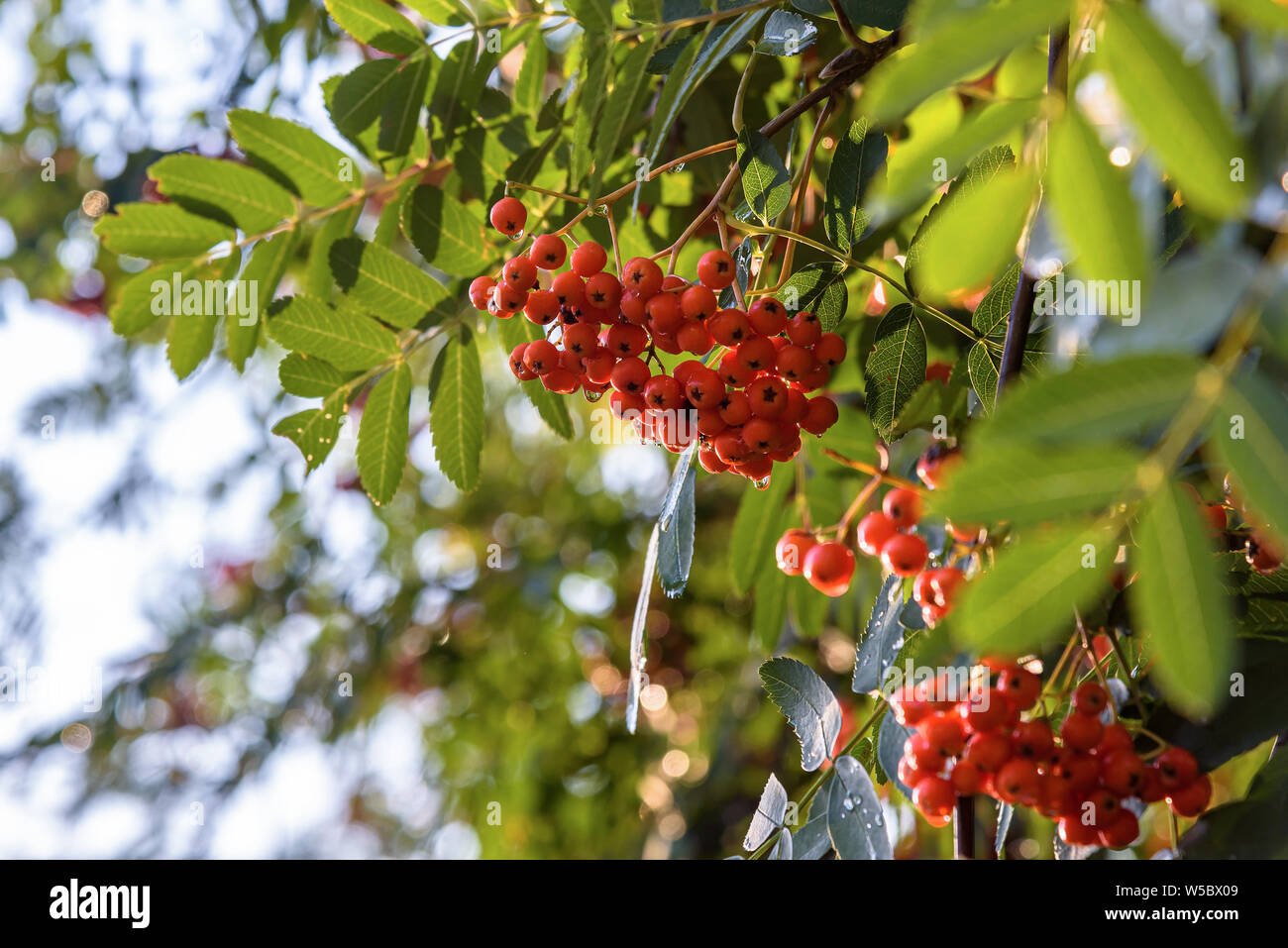 Mountain ash tree autumn foliage hi-res stock photography and images ...