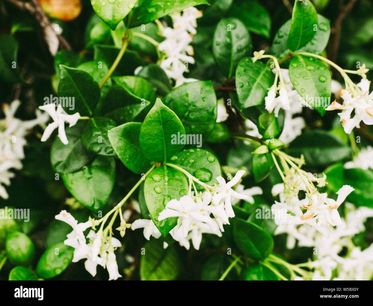 Arabian jasmine flower leaves hi-res stock photography and images - Alamy