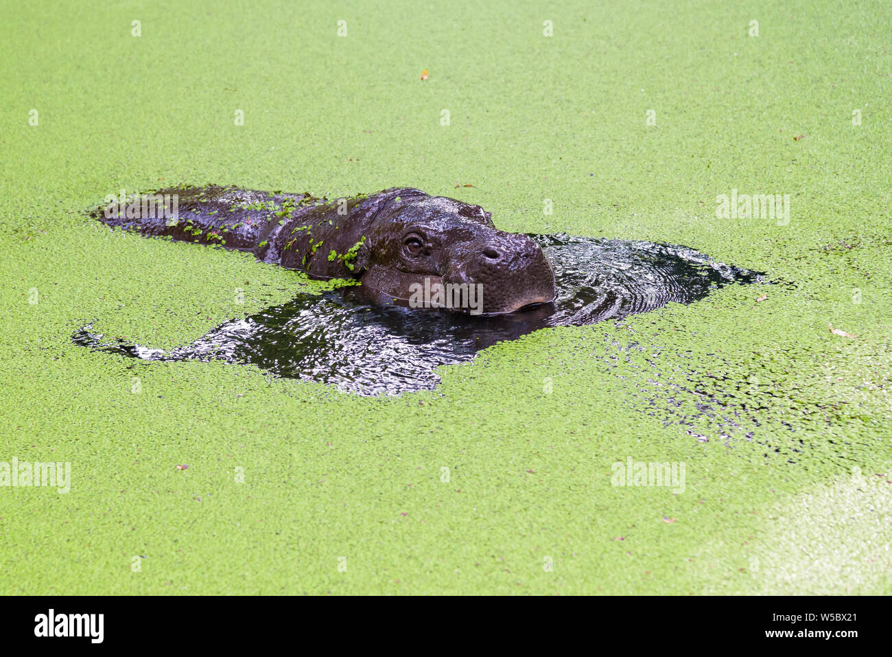Pygmy hippo hi-res stock photography and images - Alamy