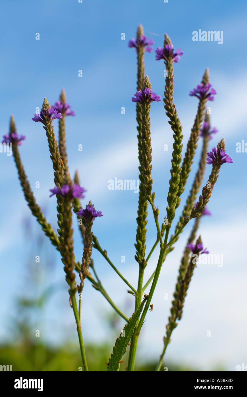 Summer purple vervain wildflowers in the afternoon light. Dixon ...