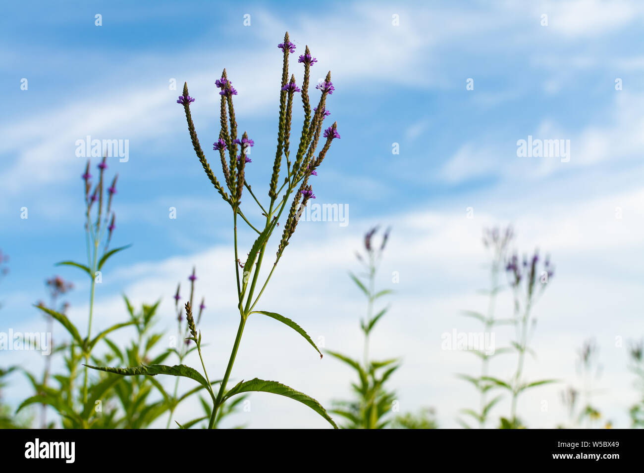 Summer purple vervain wildflowers in the afternoon light. Dixon ...