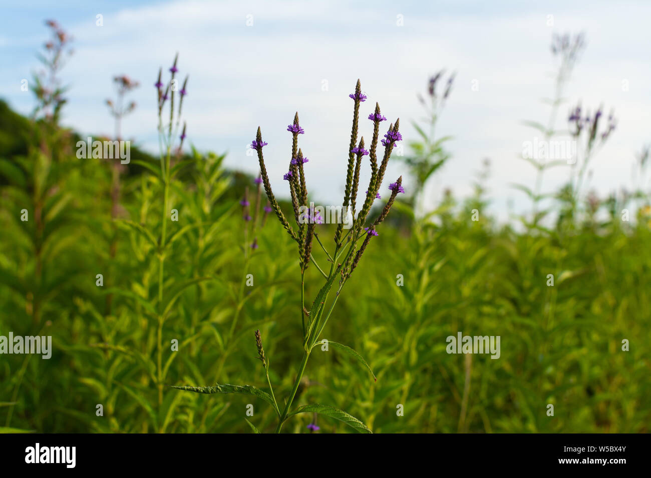Summer purple vervain wildflowers in the afternoon light. Dixon ...