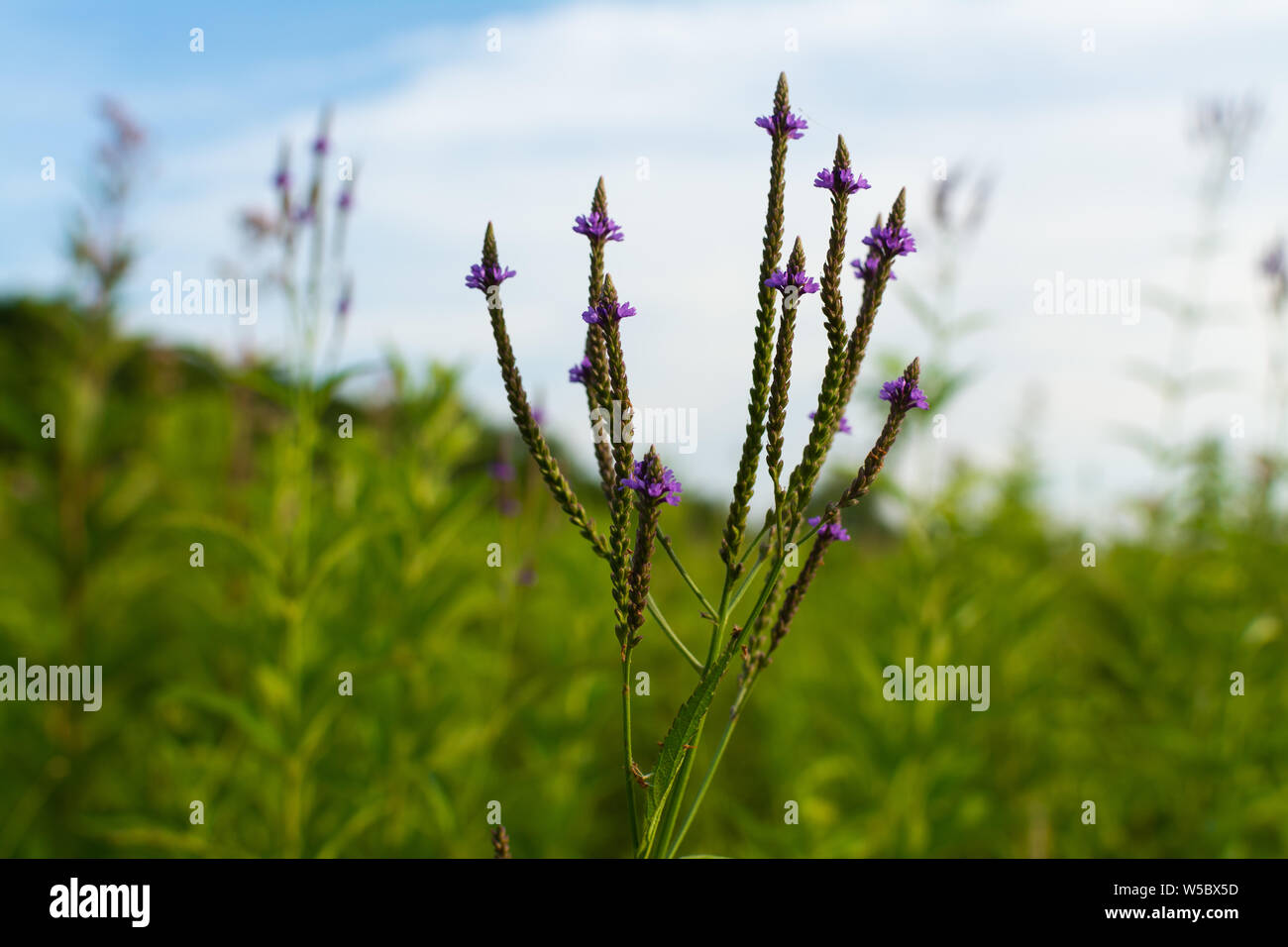 Summer purple vervain wildflowers in the afternoon light. Dixon ...