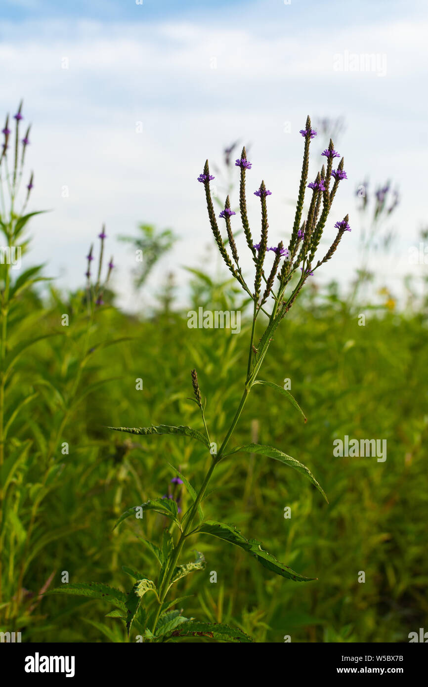 Summer purple vervain wildflowers in the afternoon light. Dixon ...