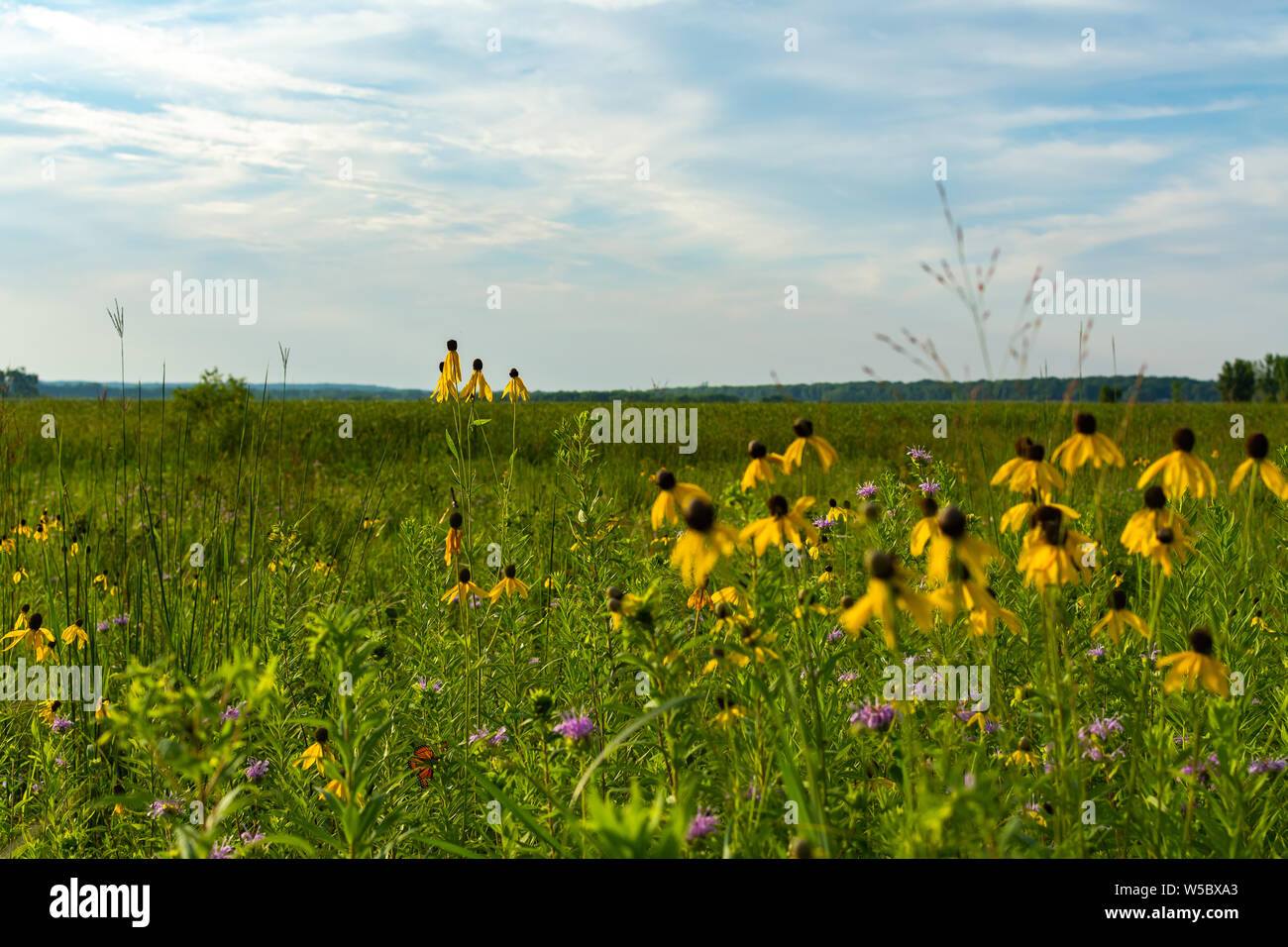 Summer wildflowers in the wetlands on a beautiful evening. Dixon ...